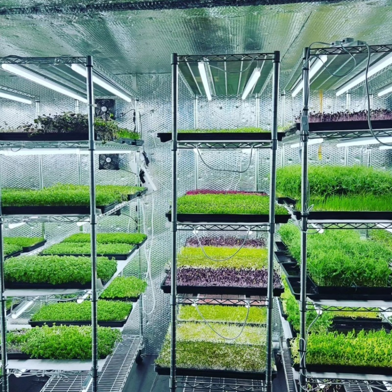 Shoots of growth for South Wales microgreens company following Welsh ...